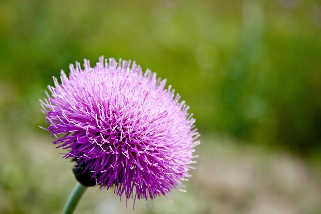 Chardon Fleur Feuillage - Photo gratuite sur Pixabay - Pixabay
