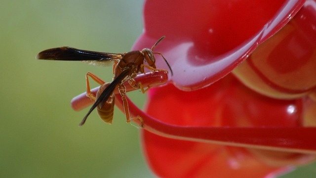 Wasp Insect Bee - Free photo on Pixabay