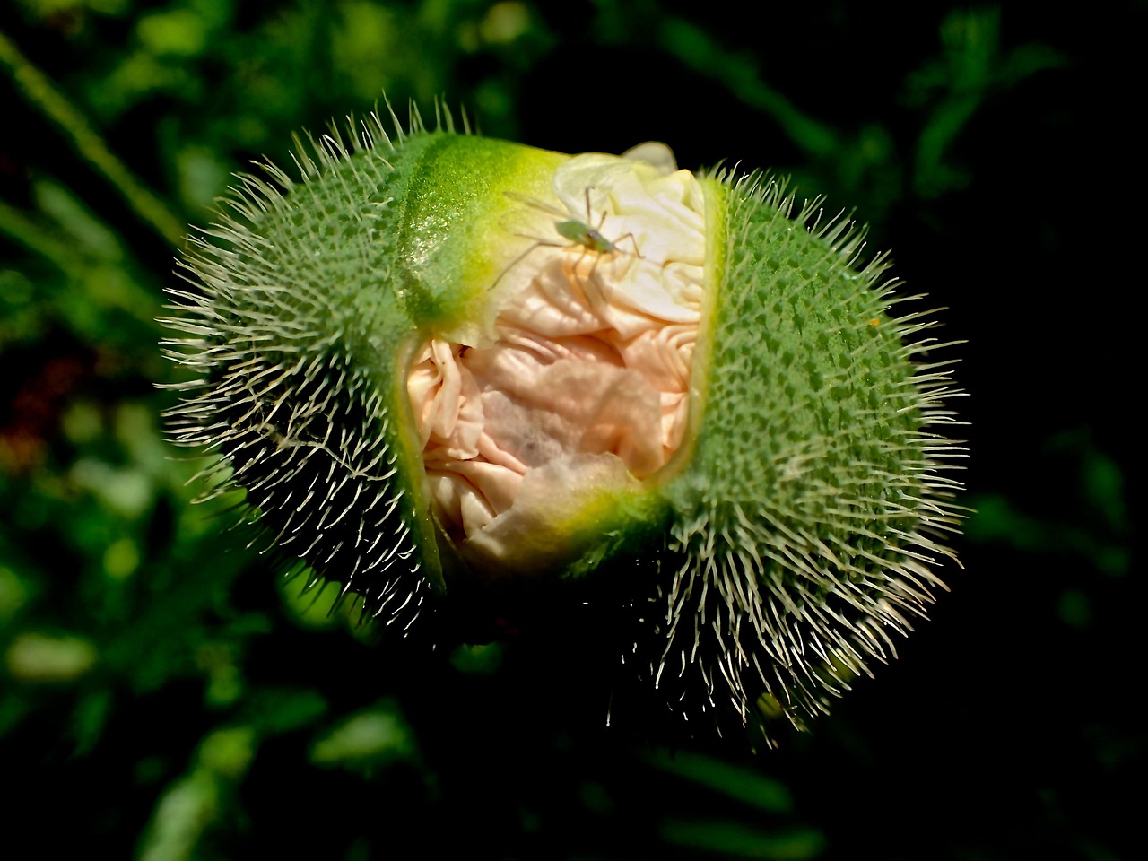 罂粟 开花 粉色的 - Pixabay上的免费照片 - Pixabay