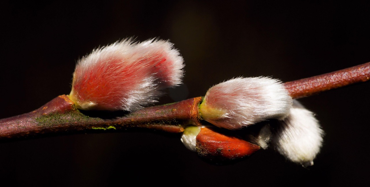 Willow Catkin February Shrub - Free photo on Pixabay