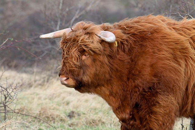 Nature Cow Animals - Free photo on Pixabay