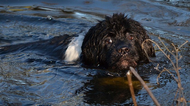 Dog Swimming Water - Free photo on Pixabay