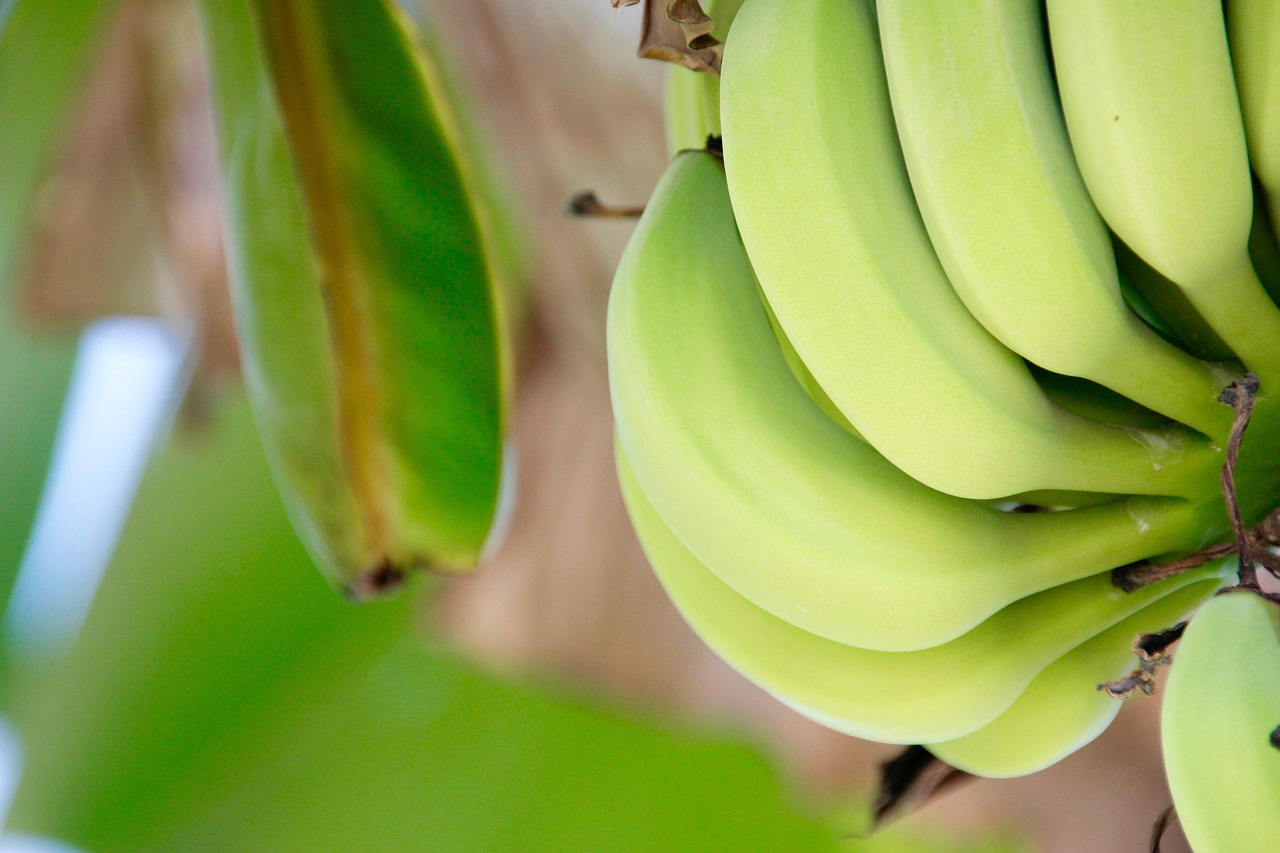 100+ kostenlose Bananenbaum und Natur-Bilder - Pixabay