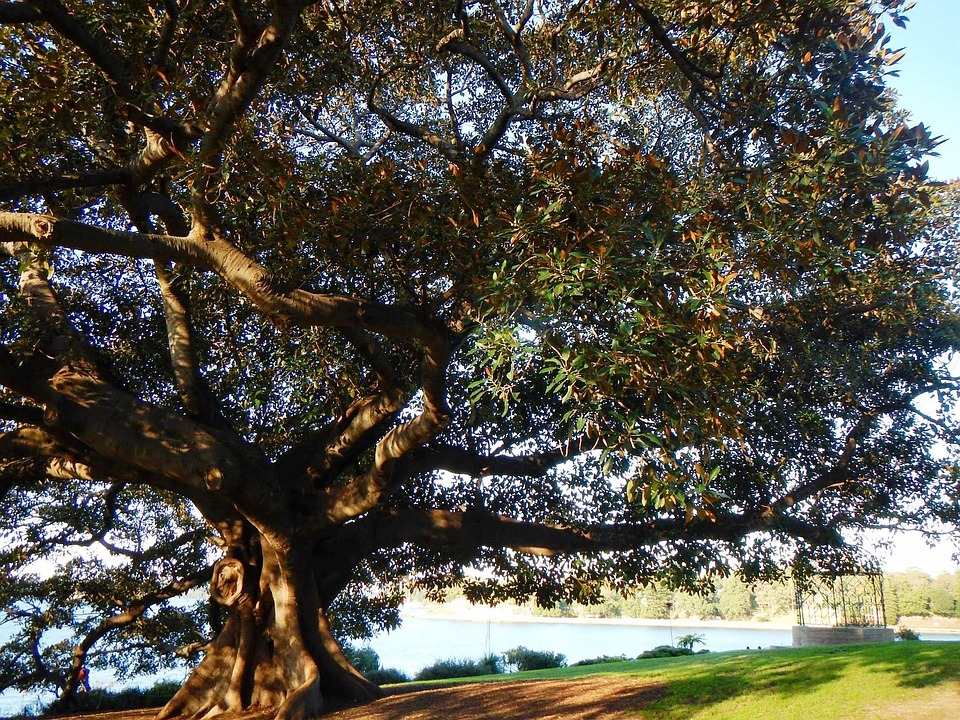 Árbol Verde Sale De El - Foto gratis en Pixabay - Pixabay