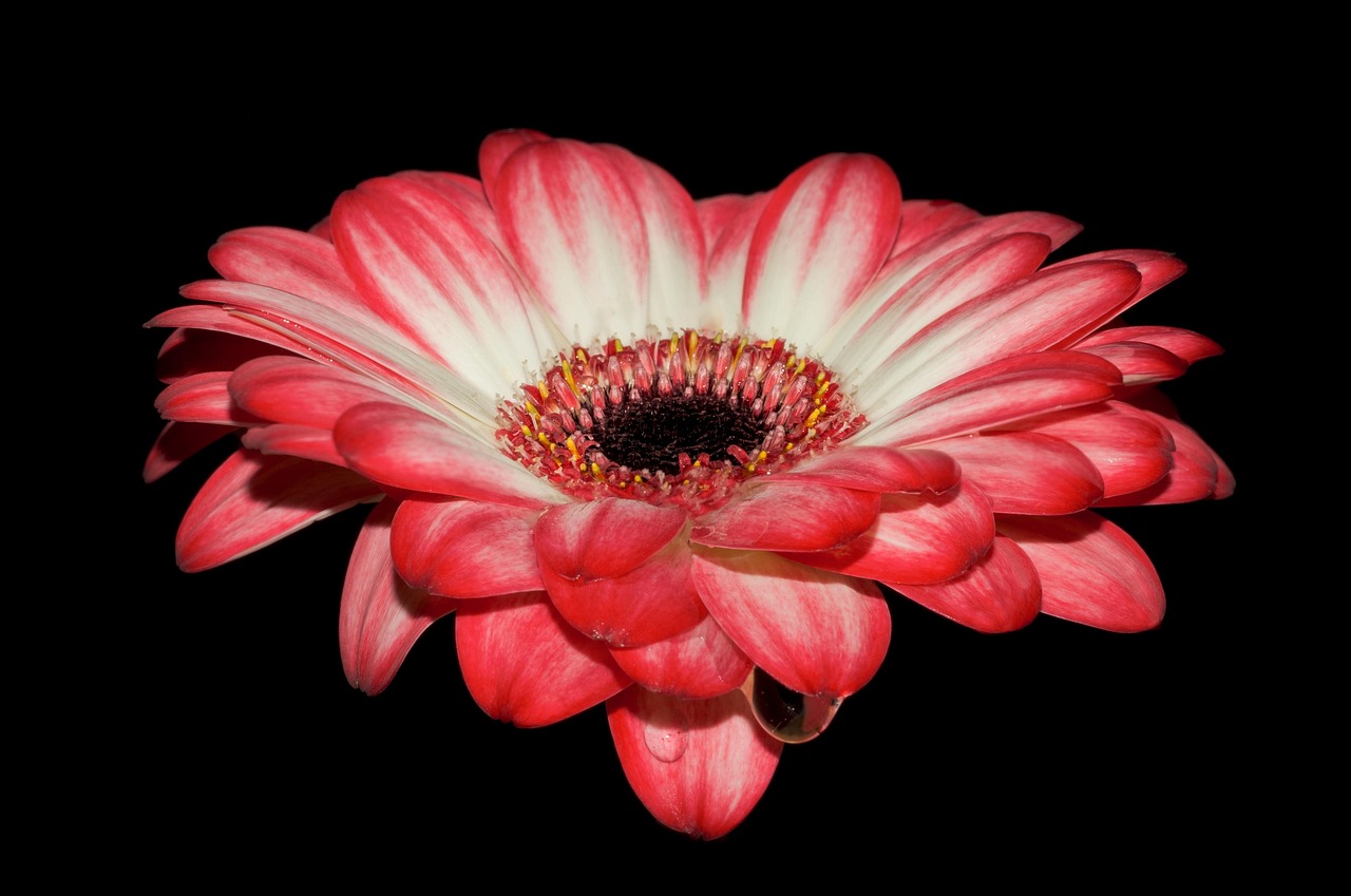 Gerbera Petals Red - Free photo on Pixabay
