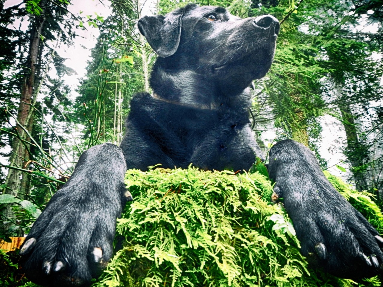 Dog Labrador Woods - Free photo on Pixabay - Pixabay