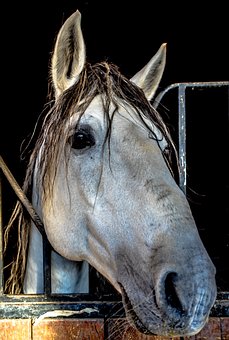 10+ Free Stapes & Horse Images - Pixabay