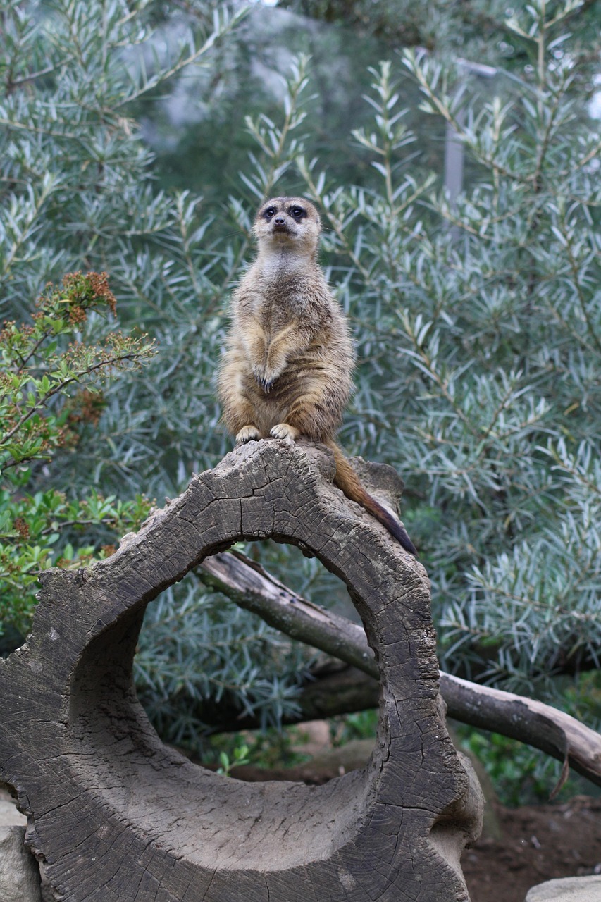 미어캣 동물 Meerkat - Pixabay의 무료 사진 - Pixabay