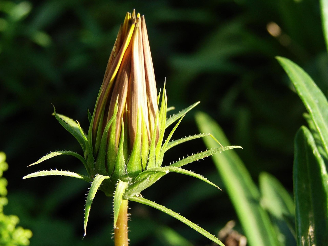 Bourgeon Floral Fleur Nature - Photo gratuite sur Pixabay - Pixabay