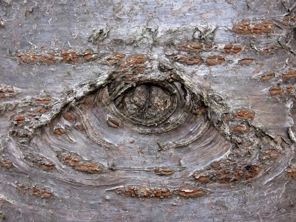 Astloch Rinde Kirschbaum - Kostenloses Foto auf Pixabay