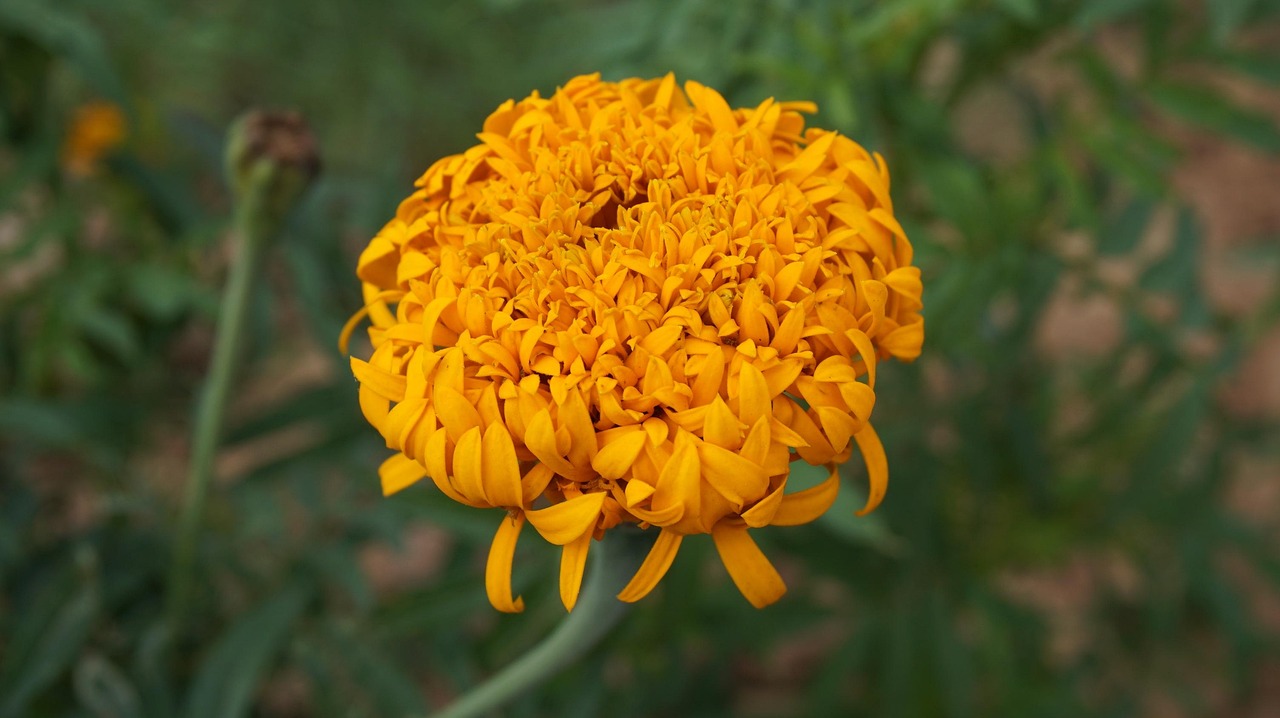 Souci Fleur Jaune Les - Photo gratuite sur Pixabay - Pixabay