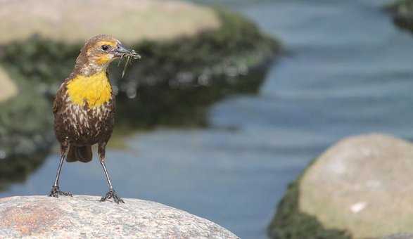 2+ Free Western Meadowlark & North Dakota Images - Pixabay