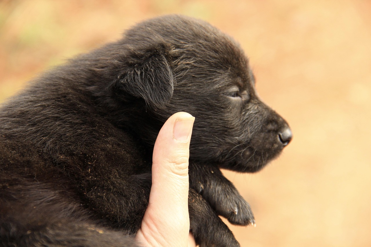 Labrador Cachorro Negro - Foto gratis en Pixabay - Pixabay