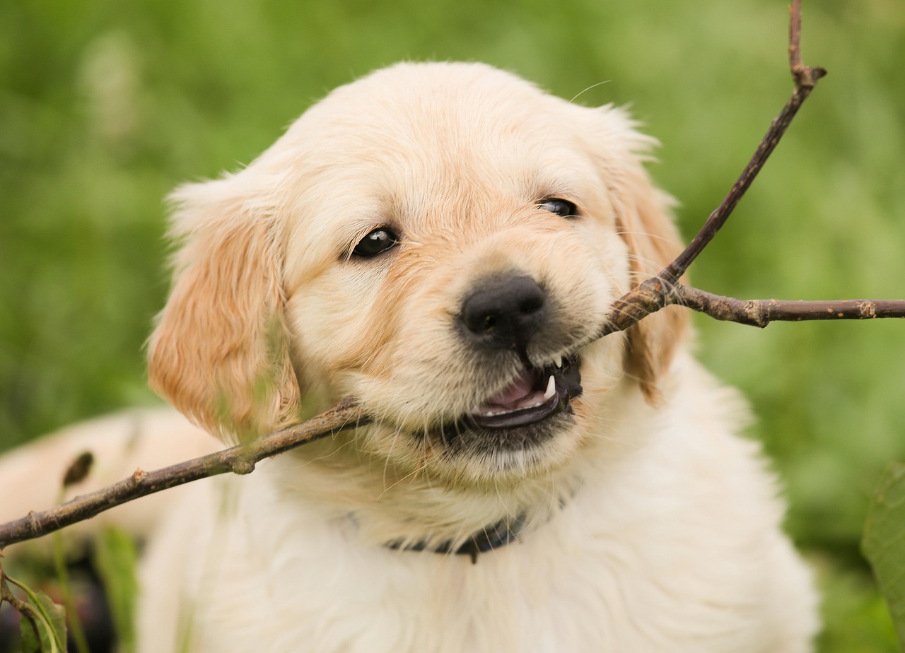 Welpe Golden Retriever Hund Kostenloses Foto Auf Pixabay Welpe Golden Retriever Hund Kostenloses Foto Auf Pixabay