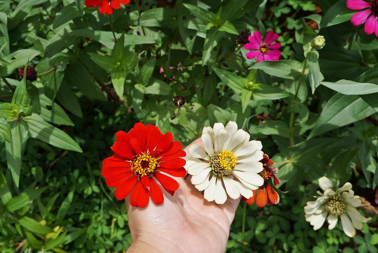 Flor De Zinnia Roja - Foto gratis en Pixabay - Pixabay