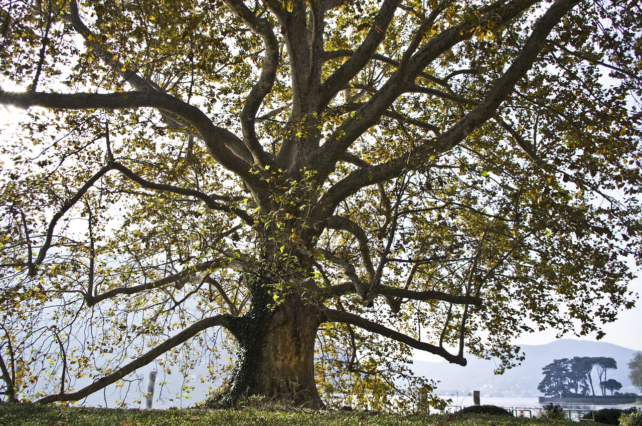 Tree Italy Nature - Free photo on Pixabay - Pixabay