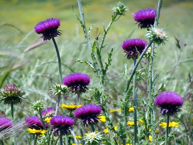 Chardon Fleurs Pelouse - Photo gratuite sur Pixabay - Pixabay
