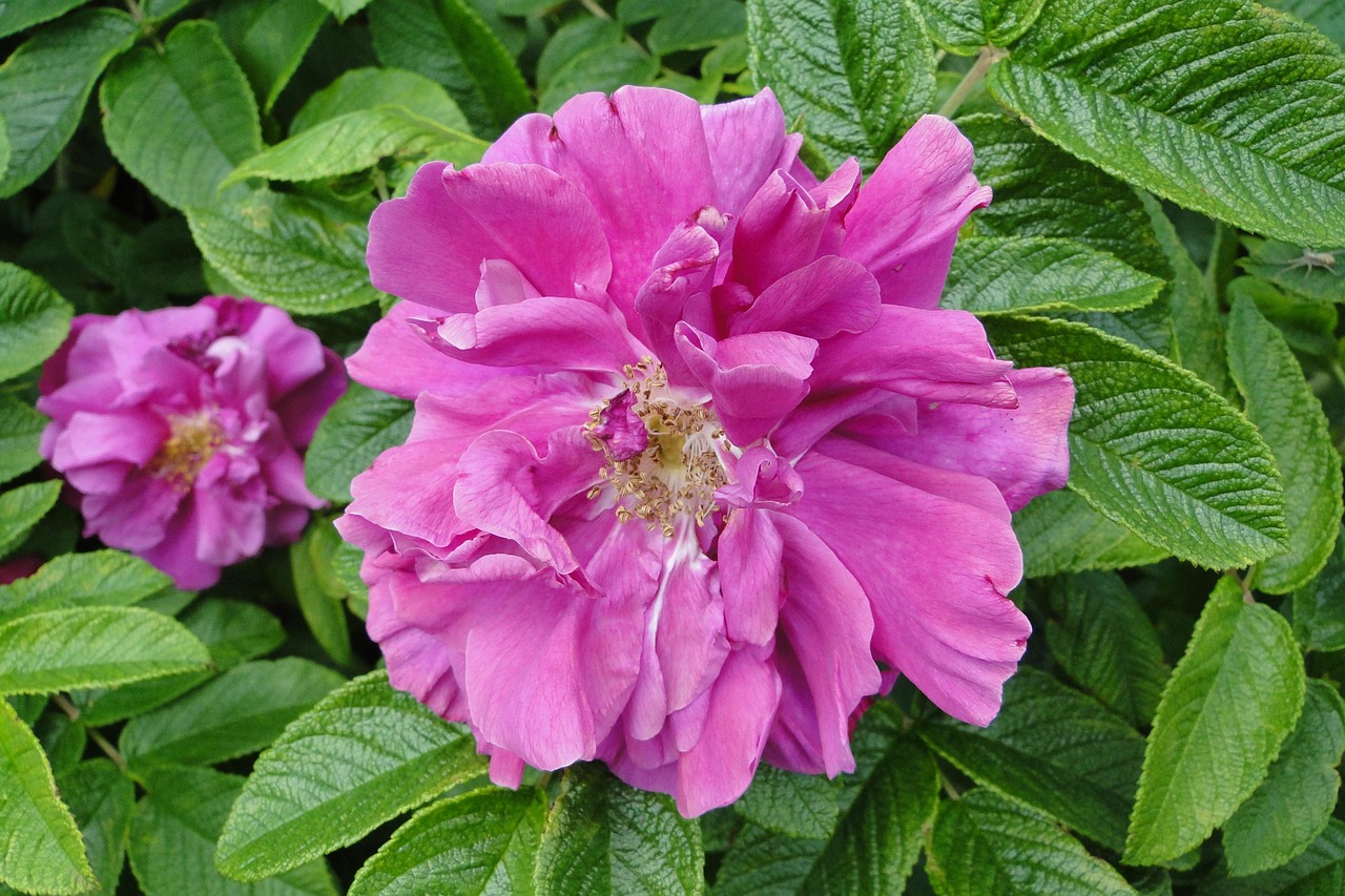 Flor Rosado Cereal - Foto gratis en Pixabay - Pixabay