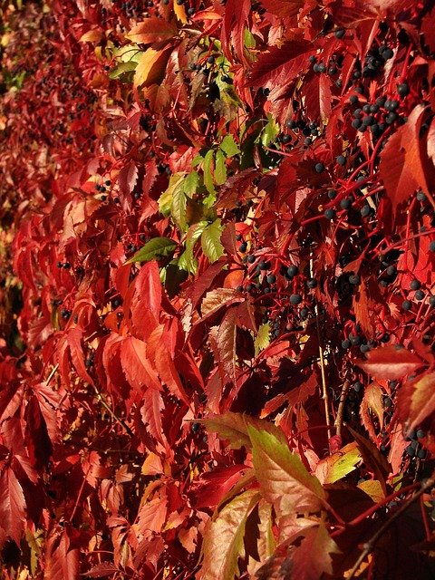 Red Ivy Leaves Wall - Free photo on Pixabay