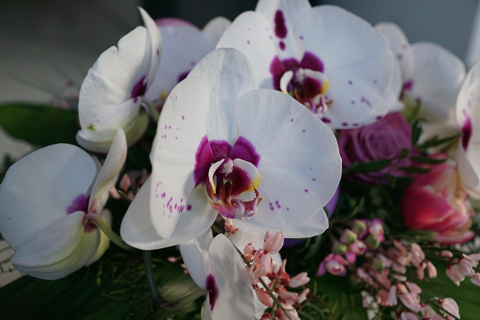 Orchidée Fleur Strauss - Photo gratuite sur Pixabay - Pixabay