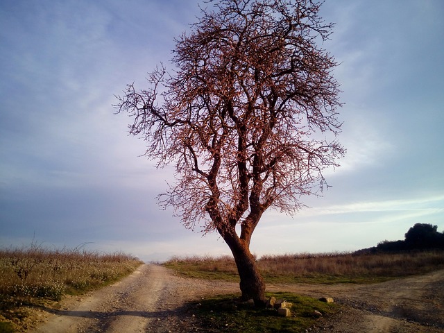 Almendro Árbol Campo - Foto gratis en Pixabay - Pixabay