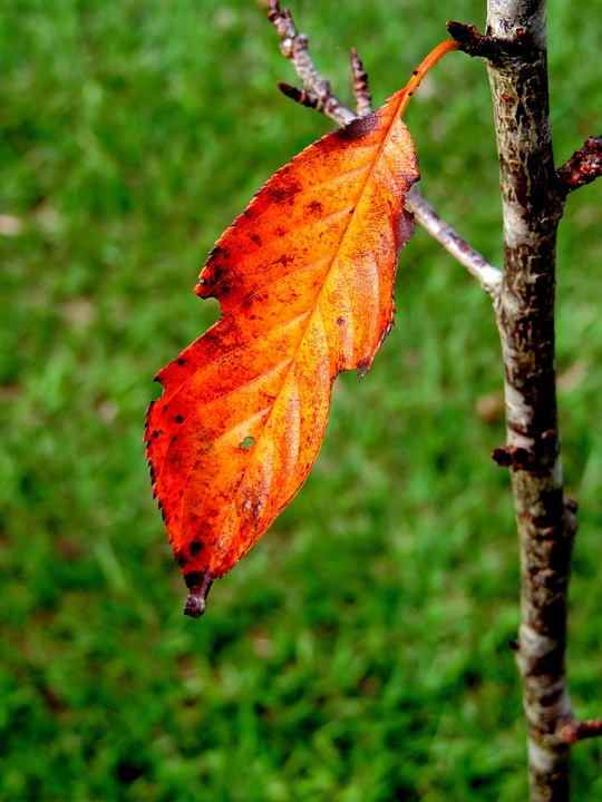 Nature Green Tree - Free photo on Pixabay