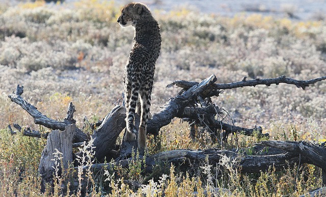 Cheetah Savannah - Free photo on Pixabay - Pixabay