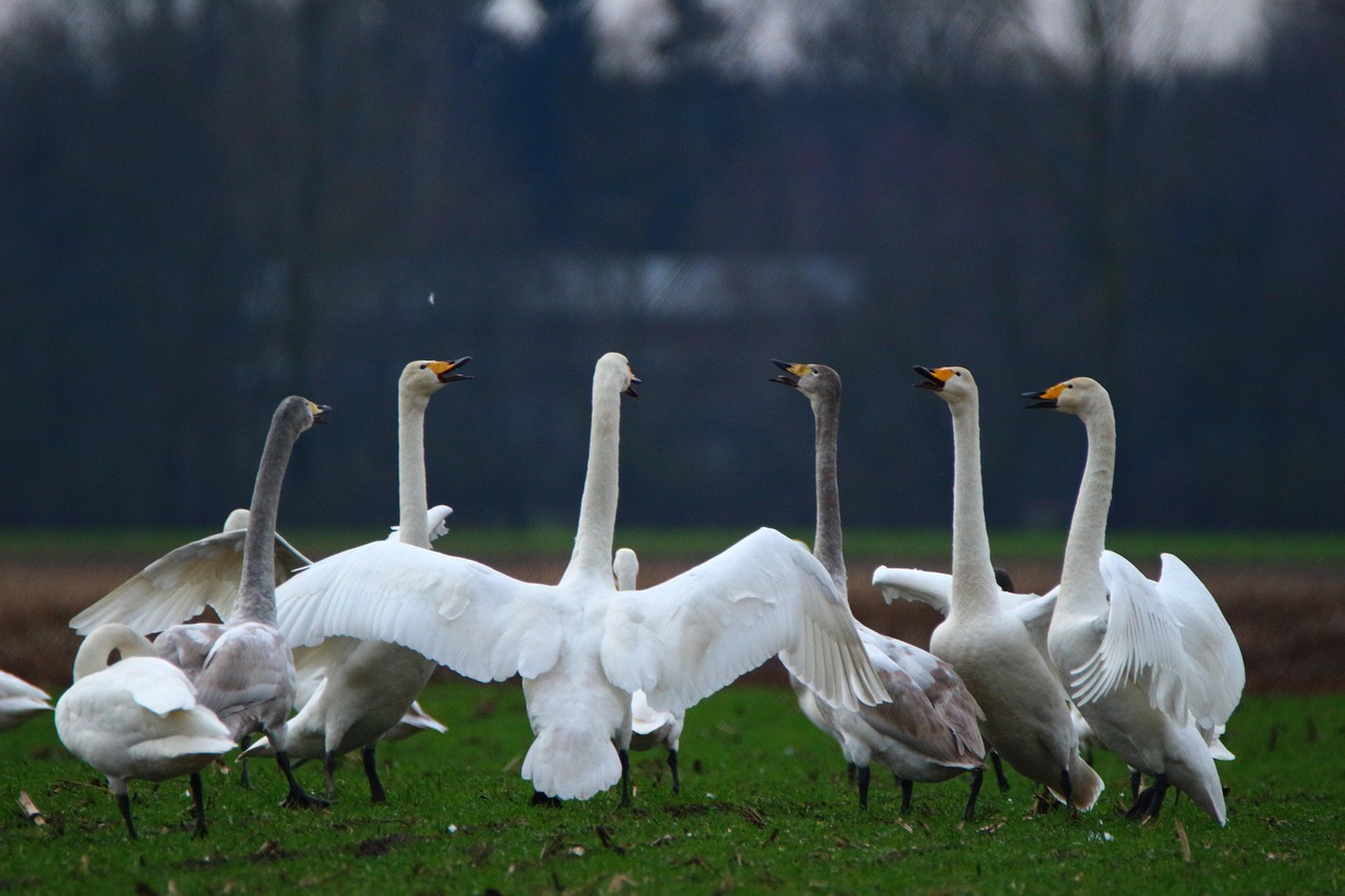 10,000+ Free Whooper Swans & Swan Images - Pixabay