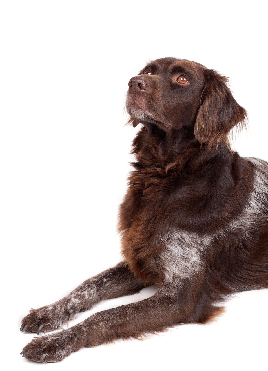 60,000+ Free Dog White Background & Nature Images - Pixabay