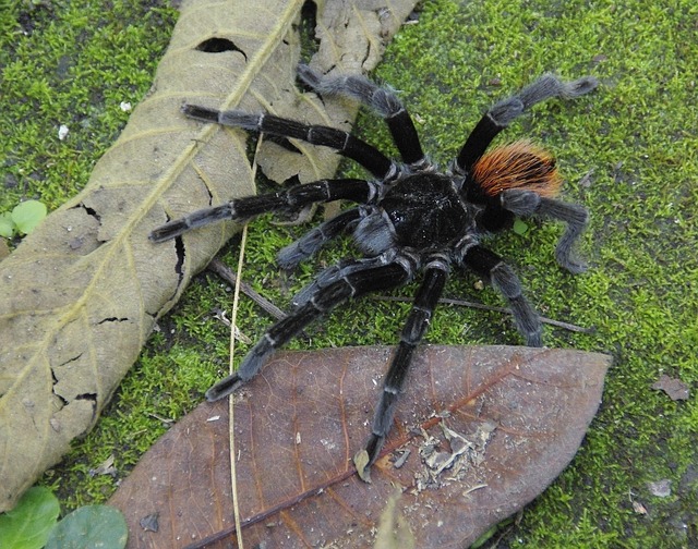 Guatemala Tarantel Spinne - Kostenloses Foto auf Pixabay - Pixabay