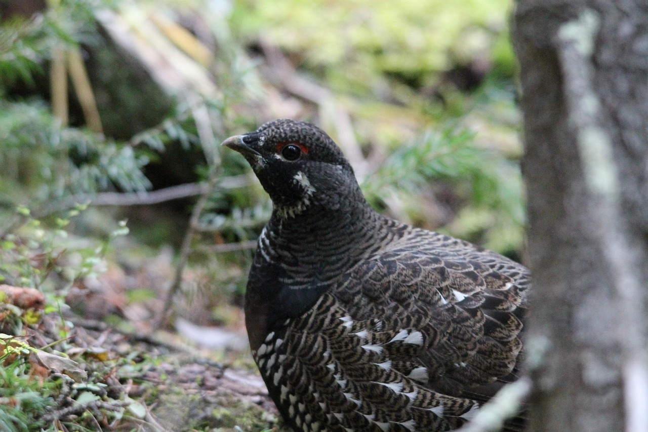 Willow Ptarmigan Bird Wildlife - Free photo on Pixabay - Pixabay