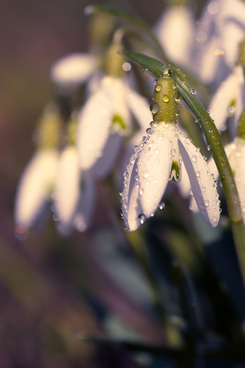 Perce-Neige Le Printemps Fleur - Photo gratuite sur Pixabay - Pixabay