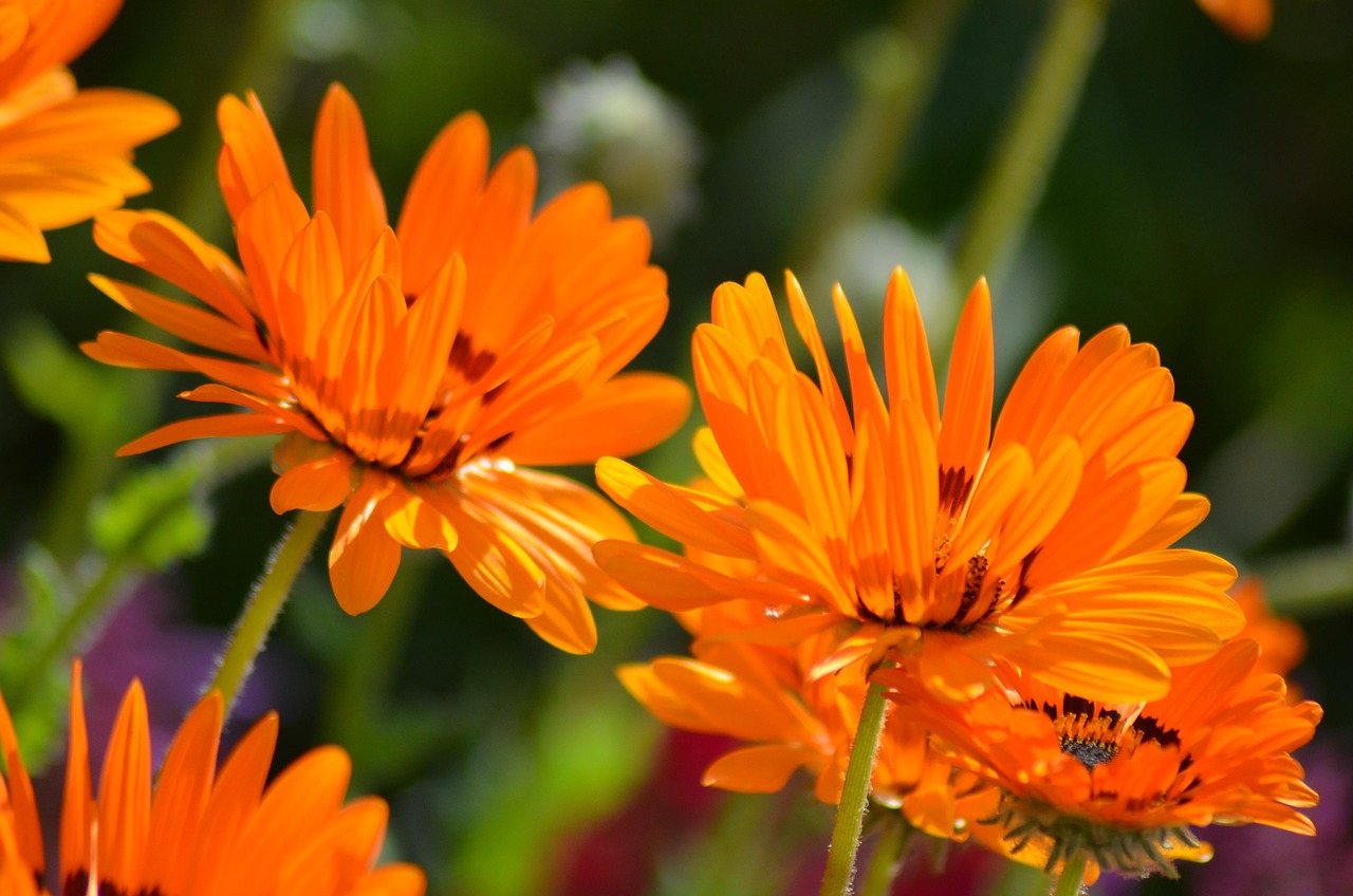 Flor Naturaleza Polen Flores De - Foto gratis en Pixabay - Pixabay