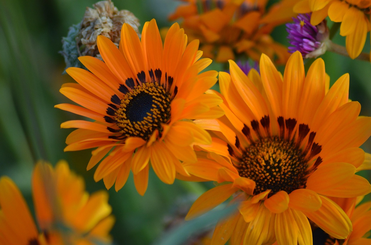 Flor Naturaleza Polen Flores De - Foto gratis en Pixabay - Pixabay