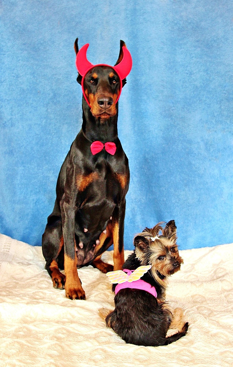 Devil Angel Dogs - Free photo on Pixabay - Pixabay