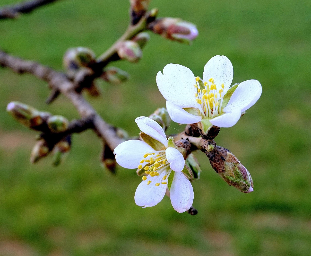 Almond Blossoms Flowering Blossom - Free photo on Pixabay - Pixabay