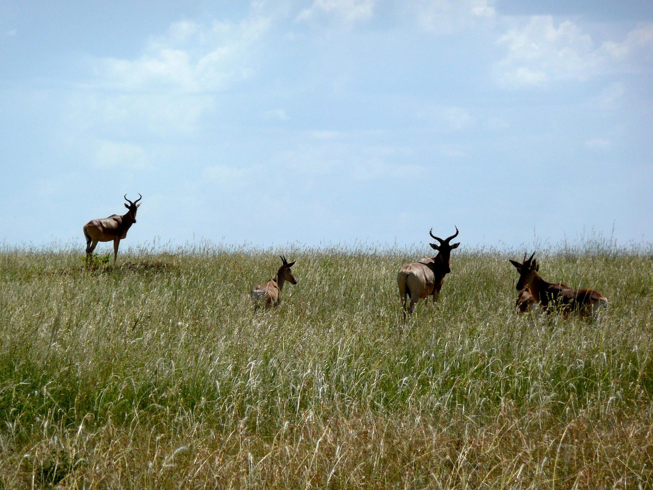 Antelope Kenya Africa - Free photo on Pixabay - Pixabay