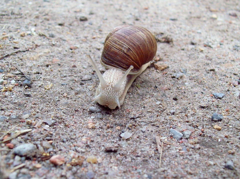La Nature Escargot - Photo gratuite sur Pixabay - Pixabay