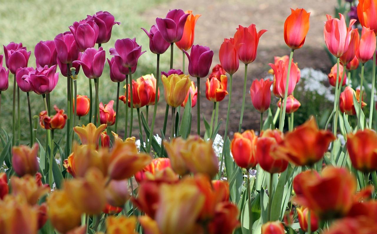 Tulipas Primavera Floral - Foto gratuita no Pixabay - Pixabay