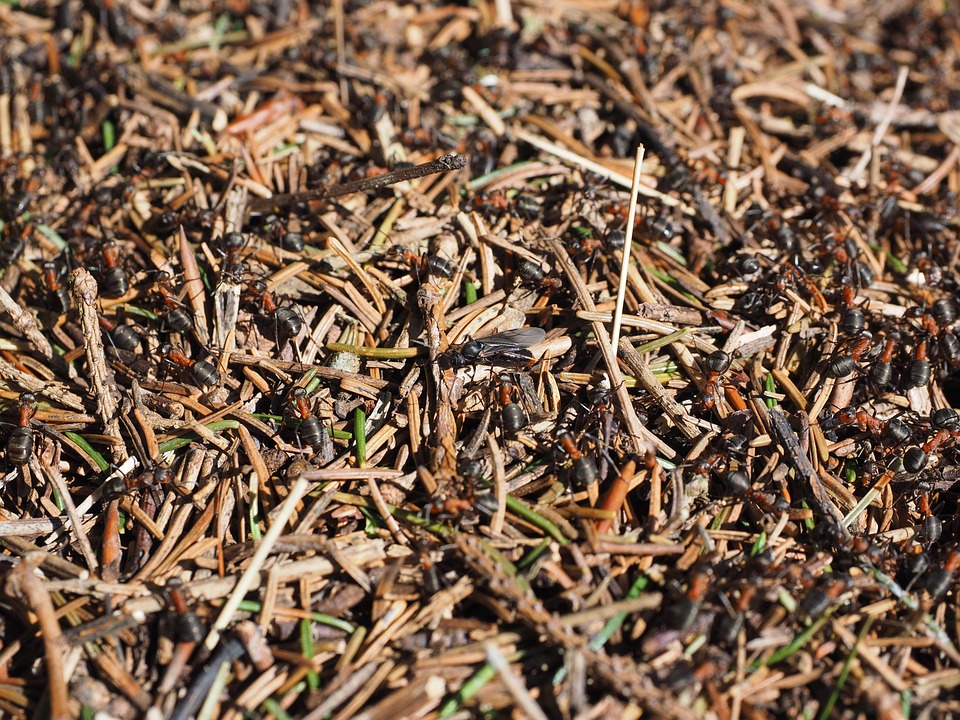 Wood Ants Red Ant - Free photo on Pixabay - Pixabay