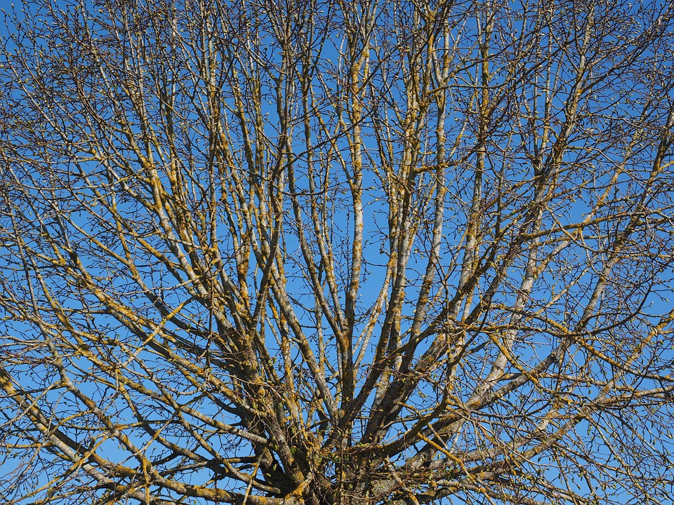 Tree Bald Spring - Free photo on Pixabay - Pixabay