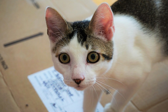 Gato Chita Caçando - Foto gratuita no Pixabay - Pixabay