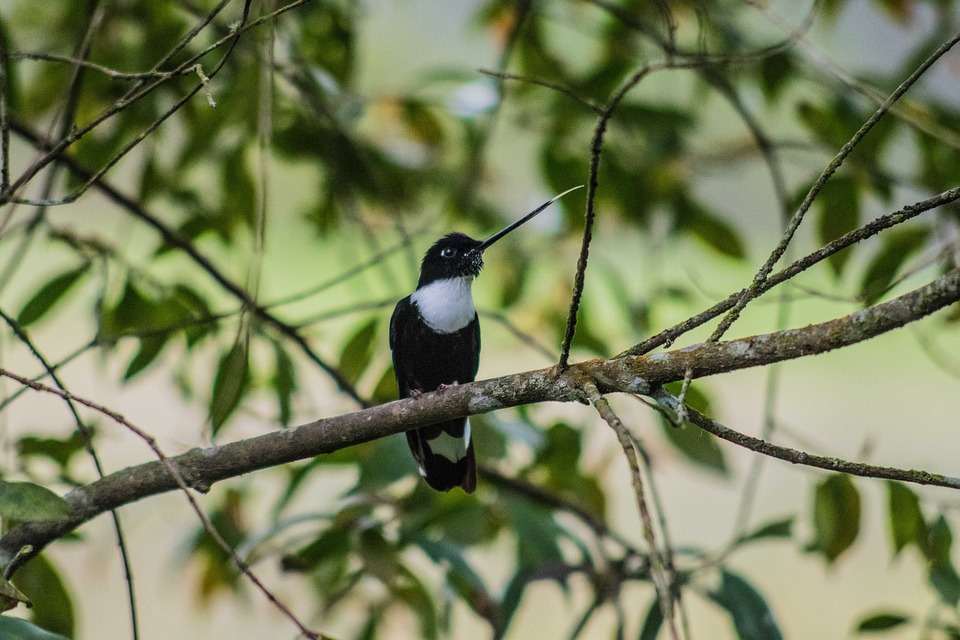 Nature Bird Coli - Free photo on Pixabay - Pixabay