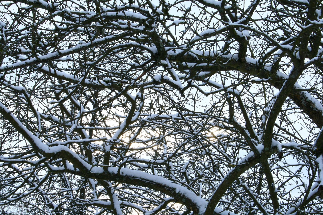 Snow Trees Winter - Free photo on Pixabay - Pixabay
