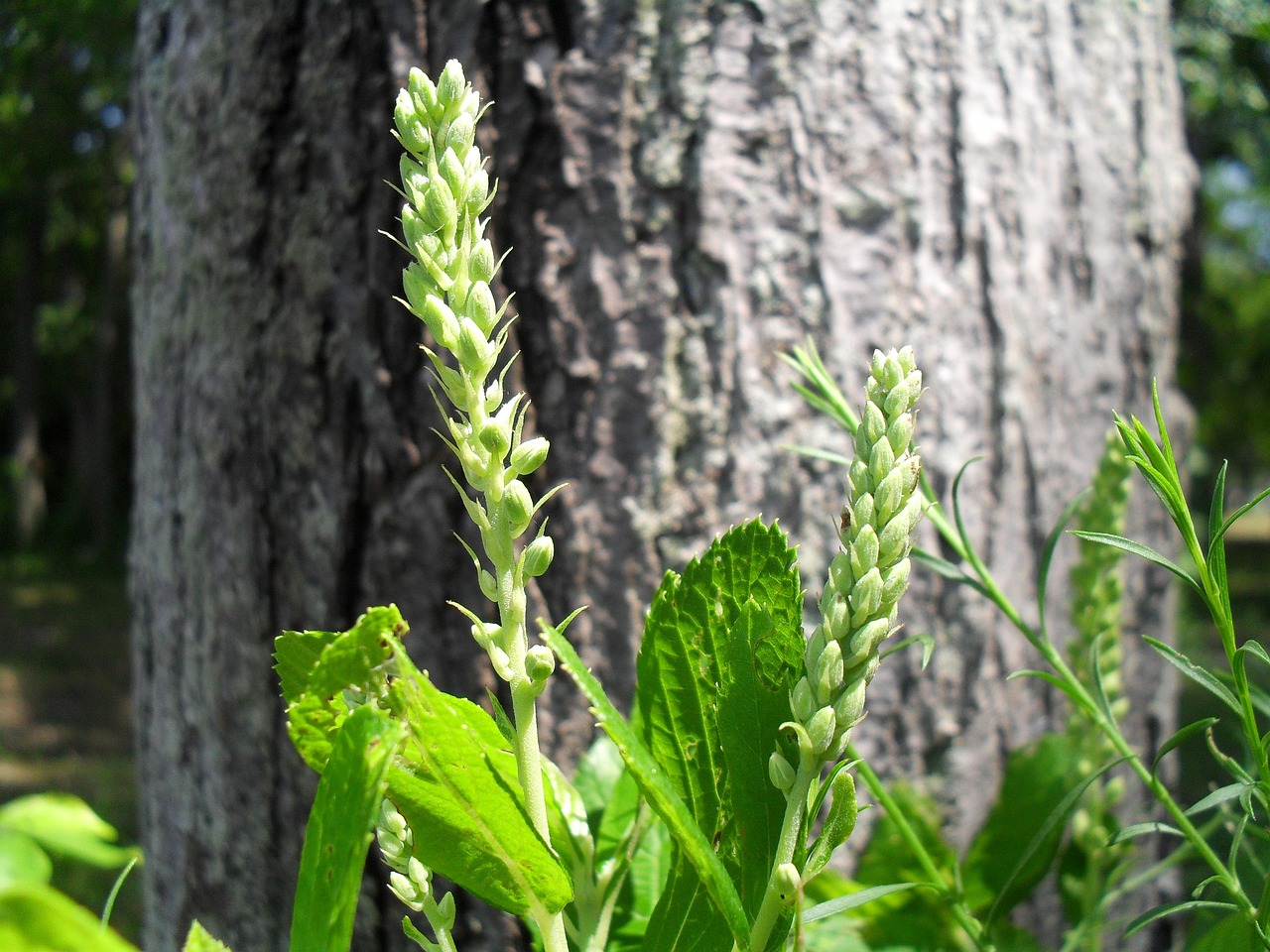 Feuille Nature Verte - Photo gratuite sur Pixabay - Pixabay