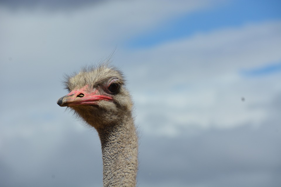 South Africa Strauss Farm - Free photo on Pixabay - Pixabay