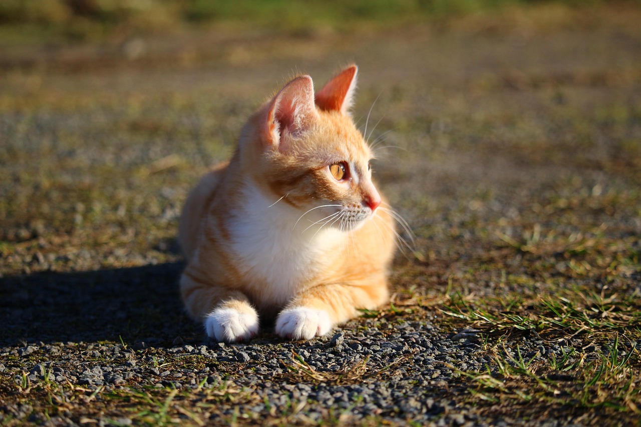 Chat Chaton Tabby Rouge - Photo gratuite sur Pixabay - Pixabay