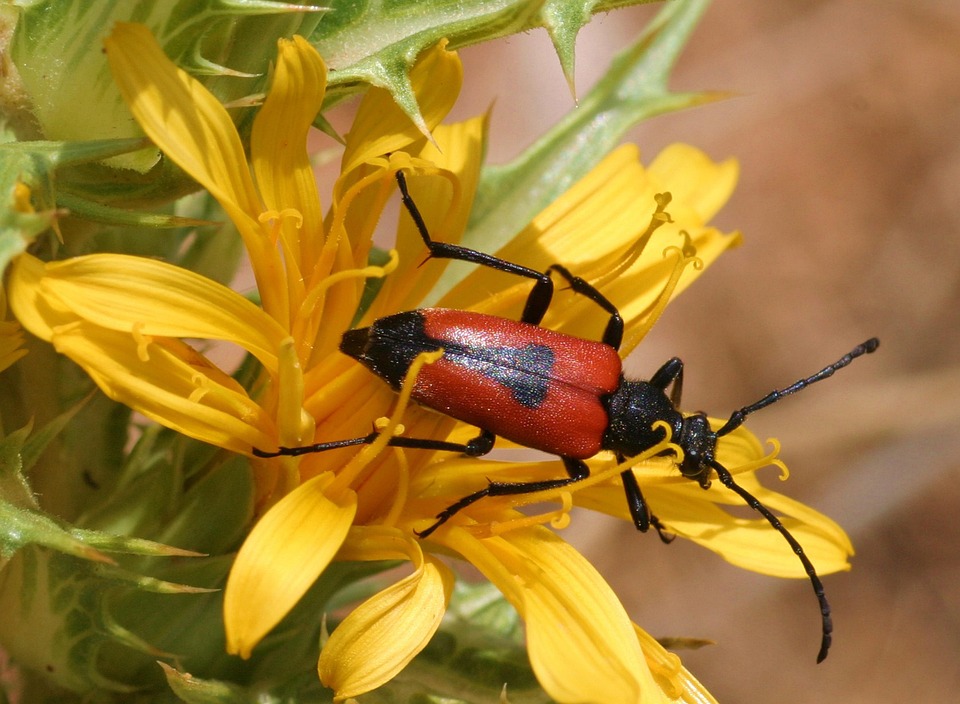 Leptura Cordigera Insectos - Foto gratis en Pixabay