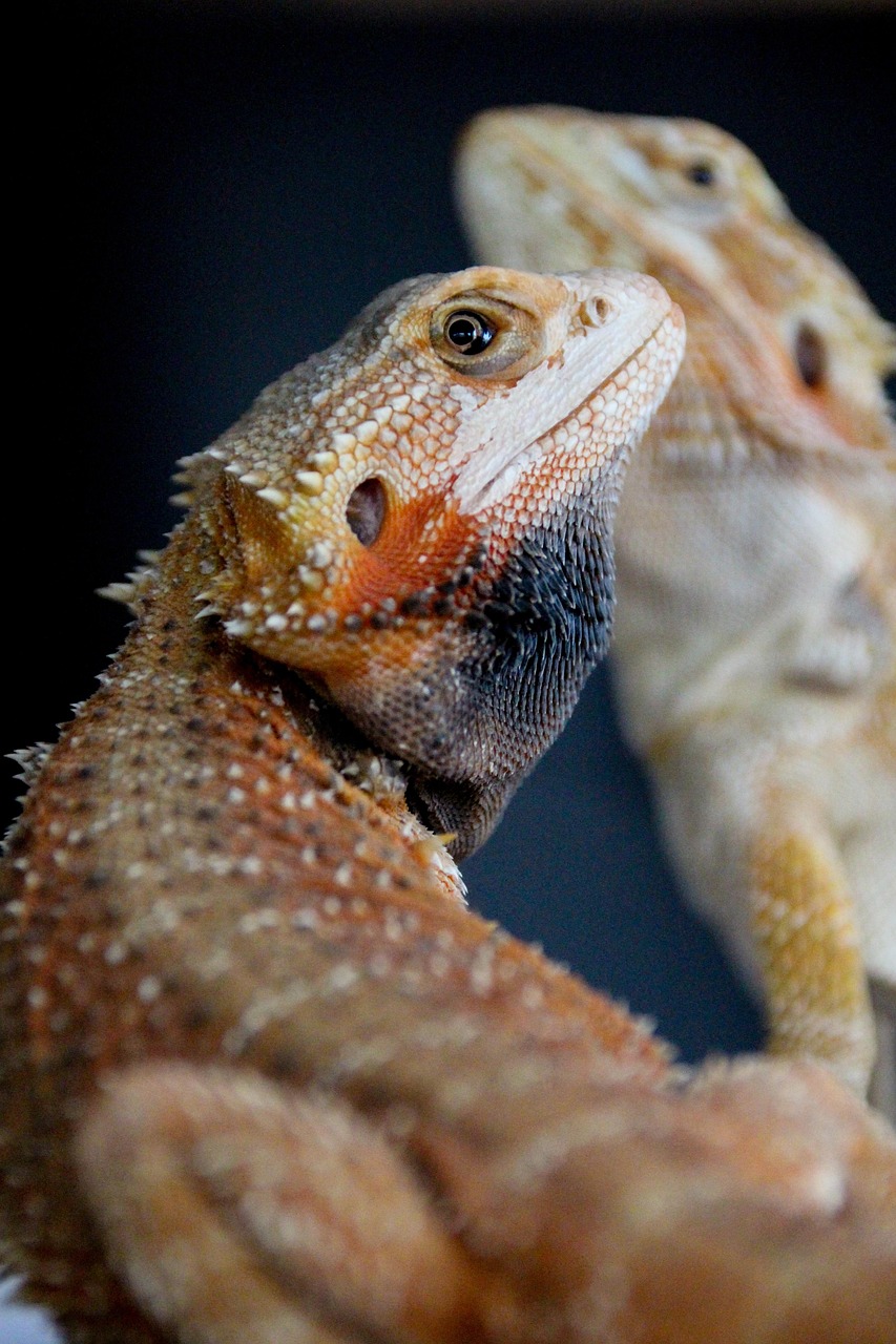 2+ Free Beardies & Bearded Dragon Images - Pixabay