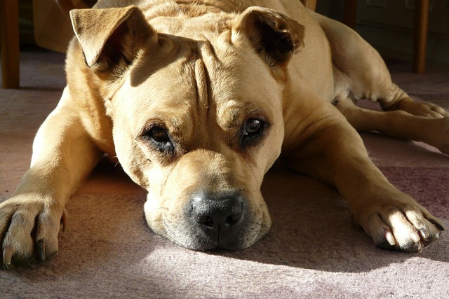 Cachorro Bege Animal Doméstico - Foto gratuita no Pixabay
